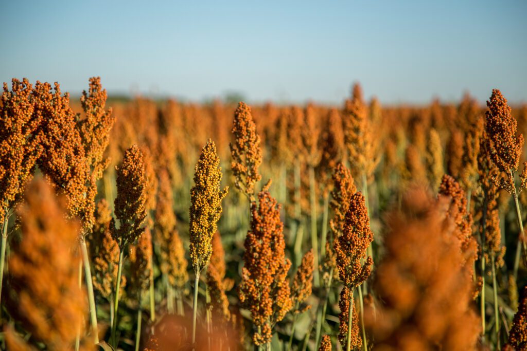 Sorgo: um cereal do futuro - Aprendi no Senac
